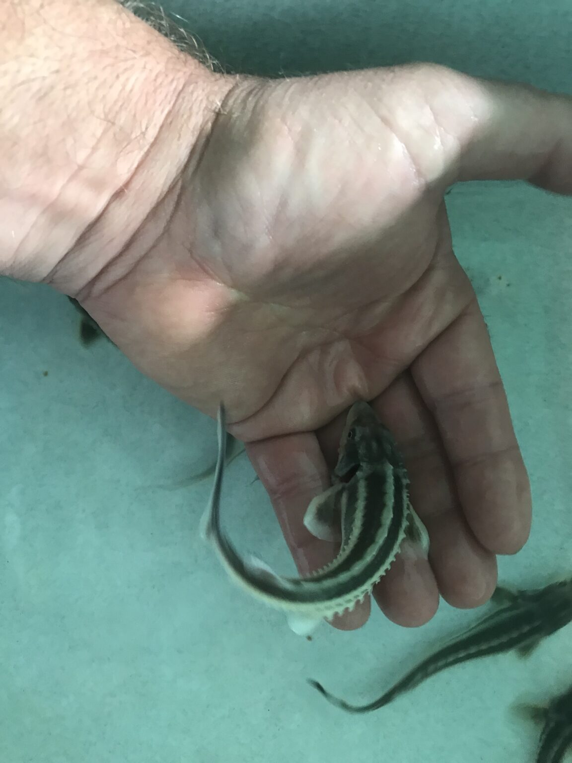 Waxdick | Fischzucht Rhönforelle