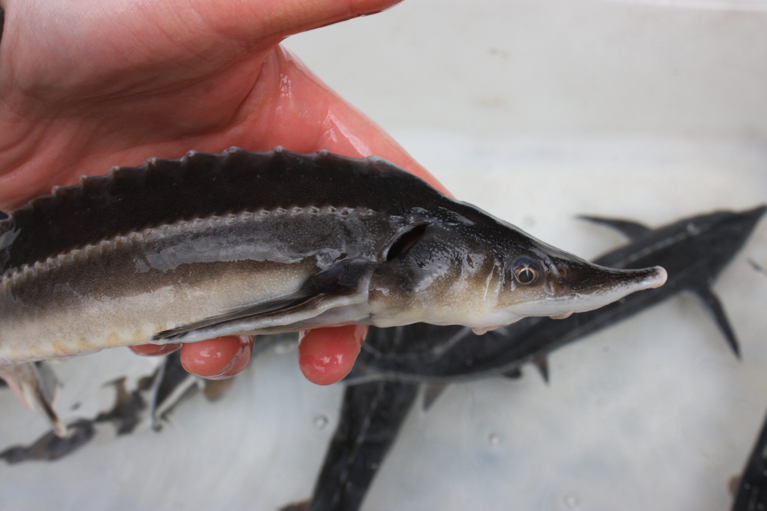 Sterlet | Fischzucht Rhönforelle